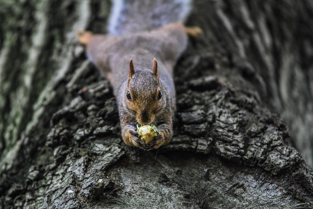 God Planned on the Forgetfulness of Squirrels | by Christina M. Ward ...