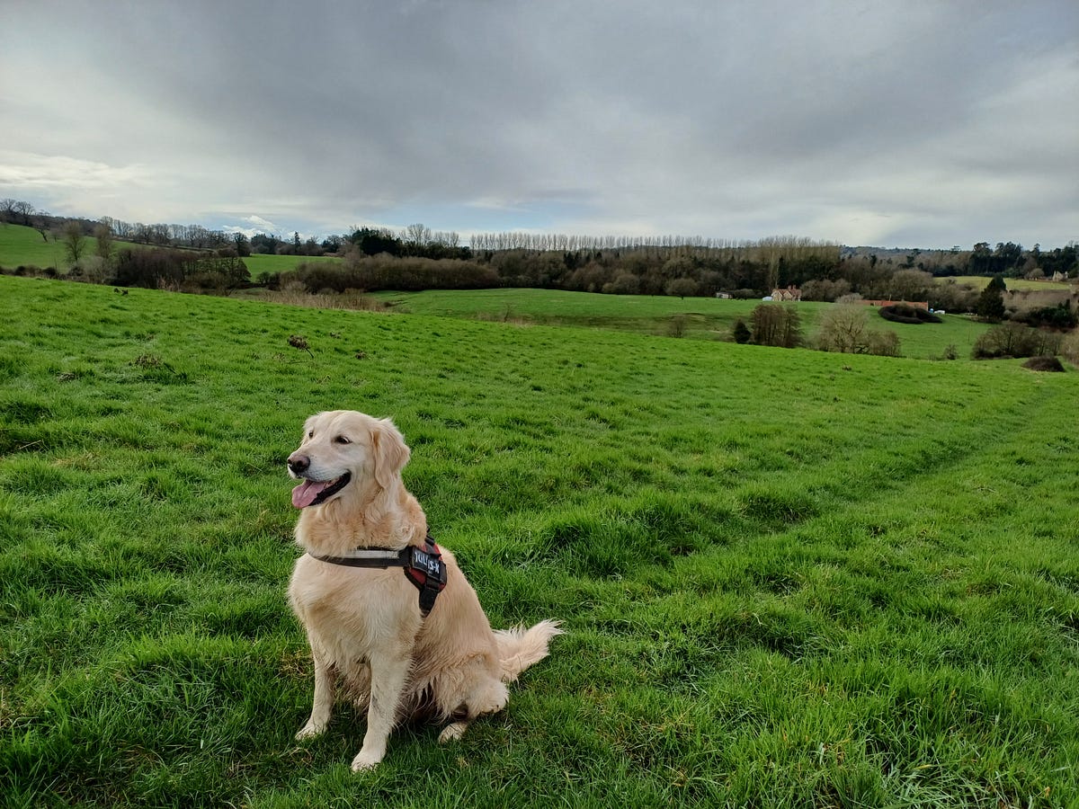 The Barking Dog Paradox — Help Me Solve it | by Matt Nicholls | Mar ...