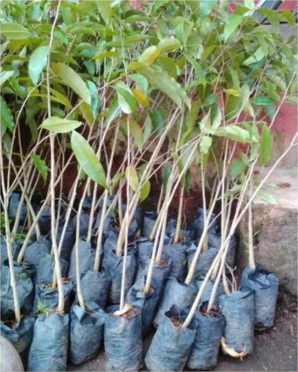 0Ii 3 Pcs Bibit Pohon Gaharu Super Siap Tanam Original Best Pamekasan ...