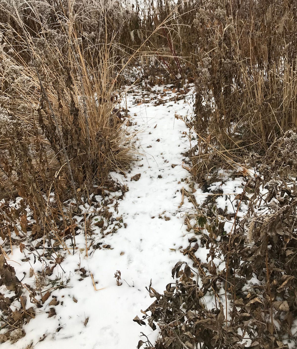 Seasons in the Micro-Prairie. It is -10 degrees F outside with an… | by ...