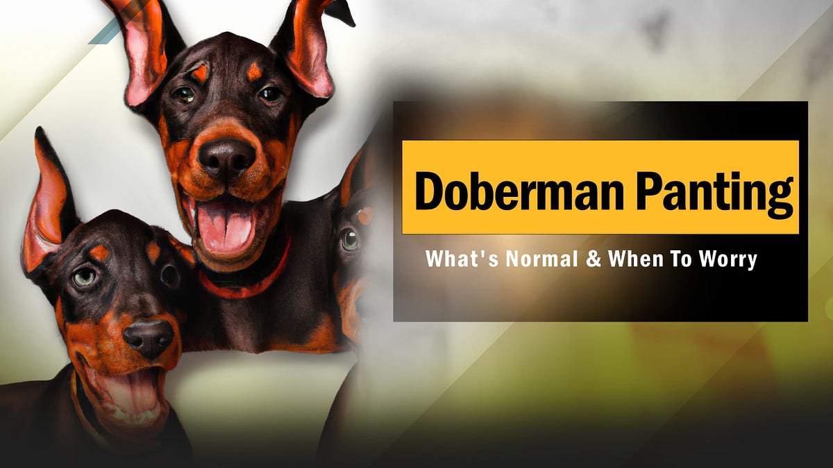 Doberman Panting: What’s Normal & When To Worry - puppyplaying - Medium