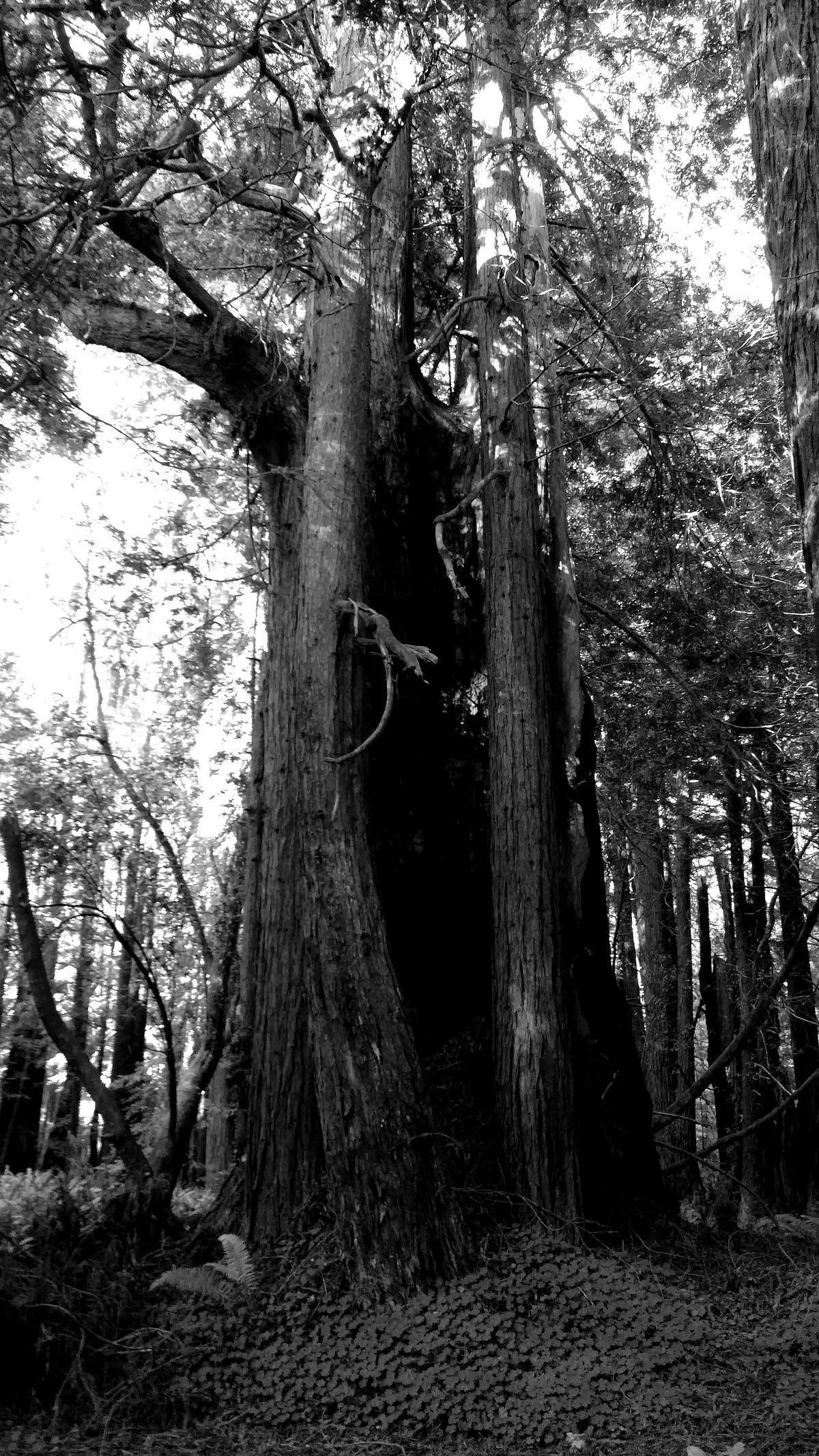 The Choice. triversen | by Christopher Raley | Poetry in Form