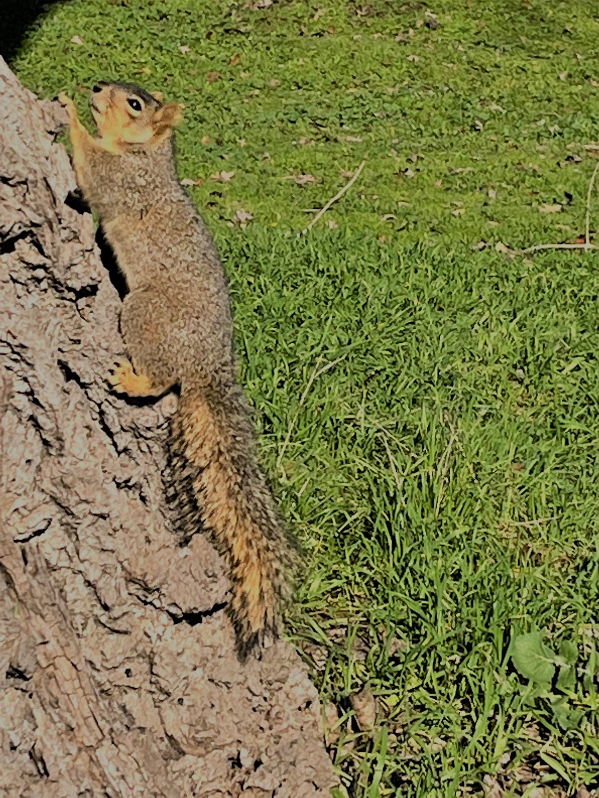 The Squirrel’s Story. Climbing higher — a haiku | by Carmen Micsa, MA ...