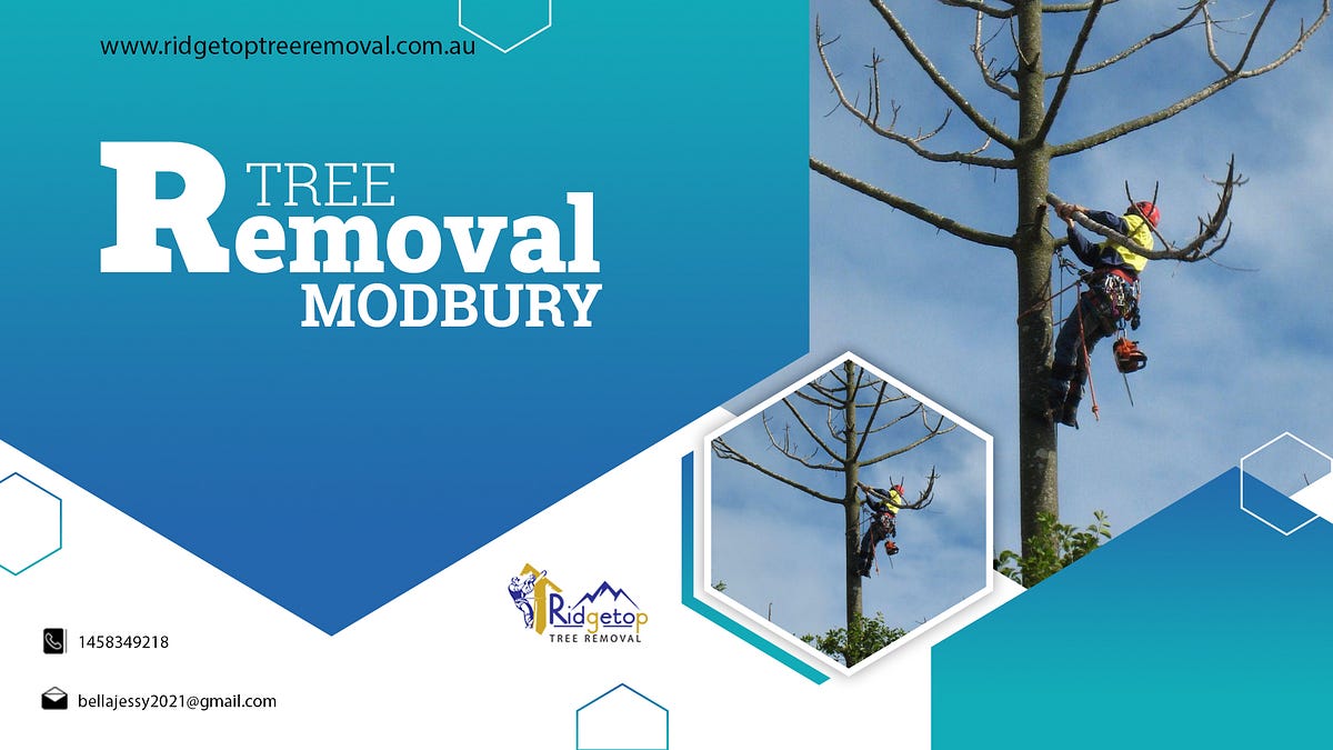 Why Hire Professional Tree Removal Service?-A brief overview | by ...