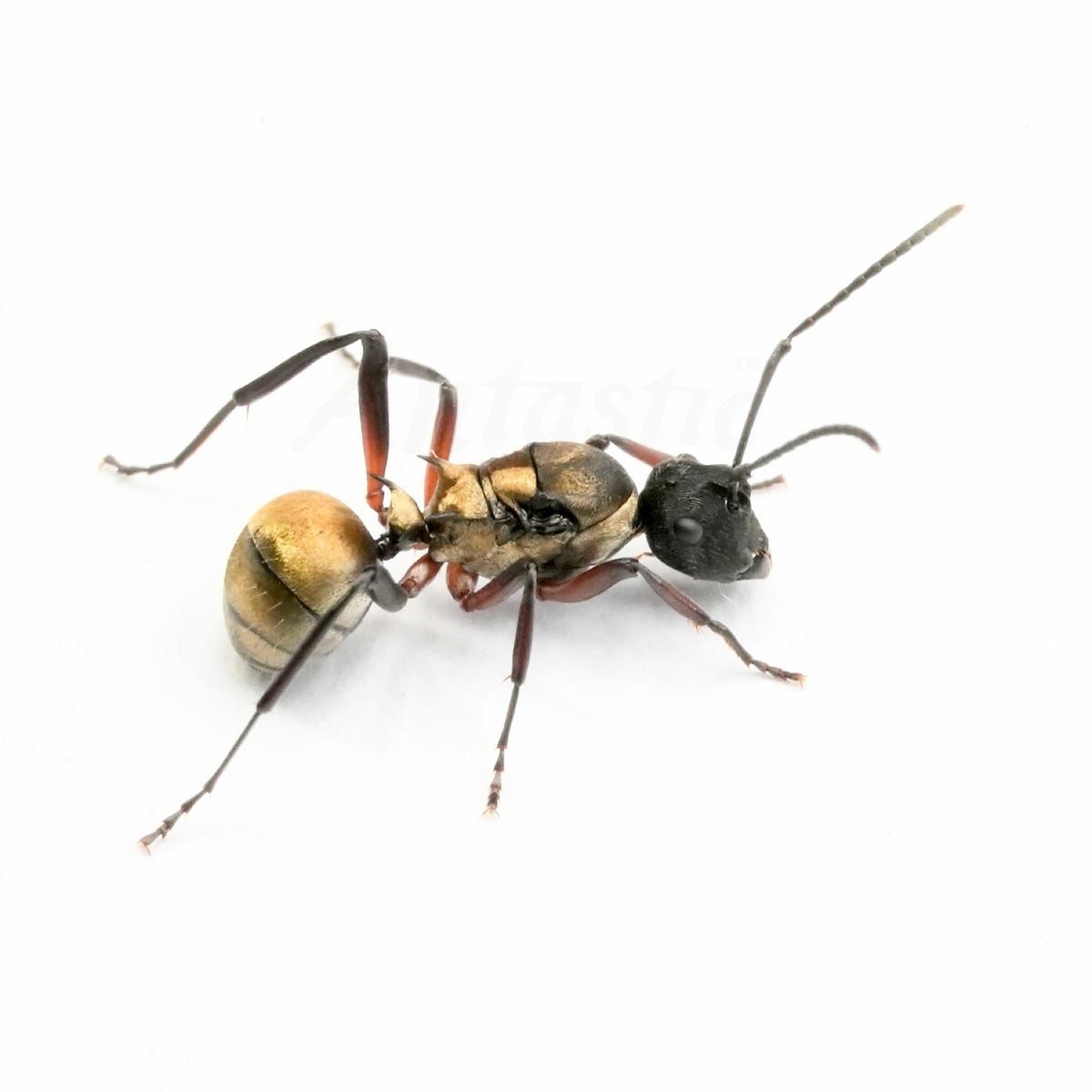 Secrets of Ant Kingdoms. Unveiling the Ant Kingdom: Your… | by ...