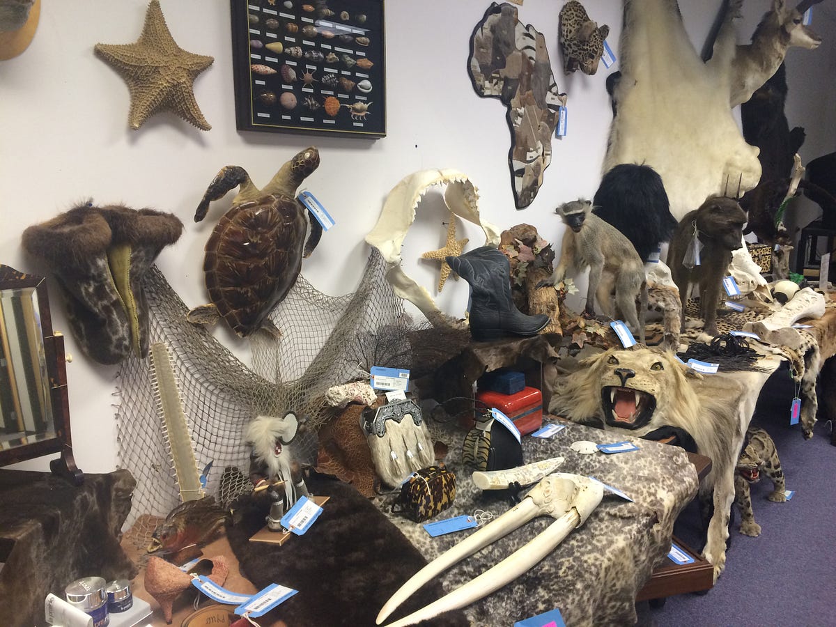 A Visit to The Dead Tiger Warehouse | by Paul Barach | Mission.org | Medium