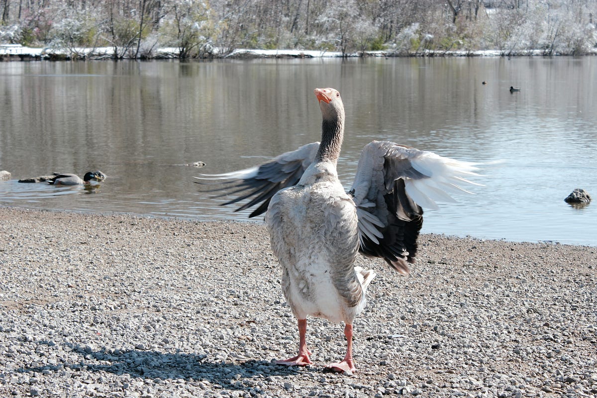 Be More Goose (a gander into leadership): Part 5 | by Jacquibrowne | Medium