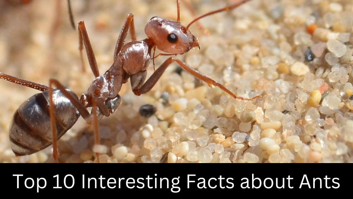 Interesting Facts about Ants — Facts Plant | by Fact Zone | Medium