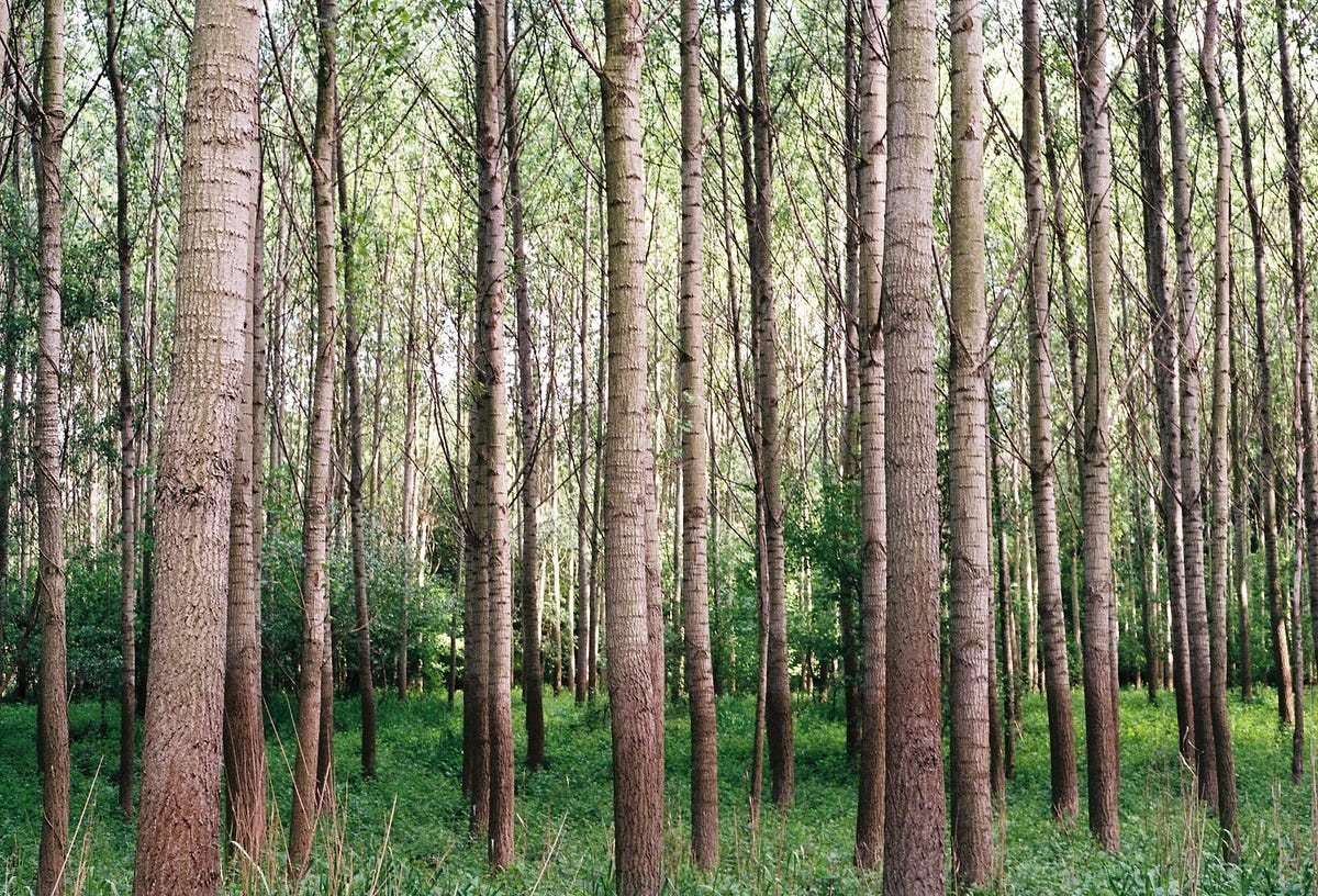 Learn How Decision Trees are Grown | by Edward Krueger | TDS Archive ...
