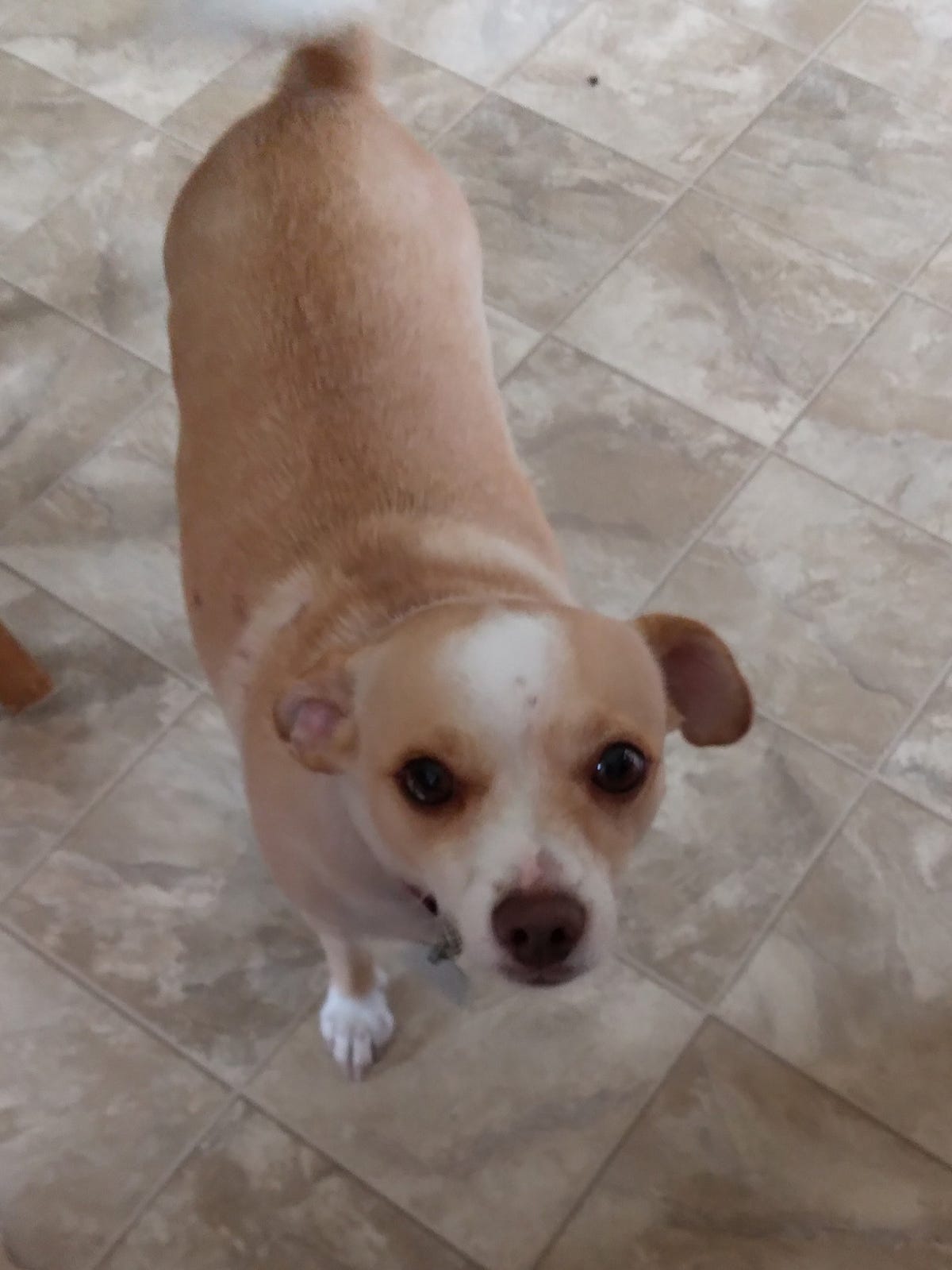 I Am Vindicated!. There is no chihuahua in my puppies! | by Jo An Fox-Wright Maddox | Dancing ...
