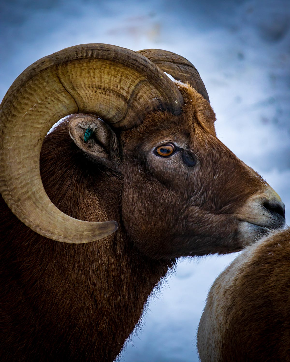 Do big horns protect headbutting animals from brain injuries? | by Anna ...
