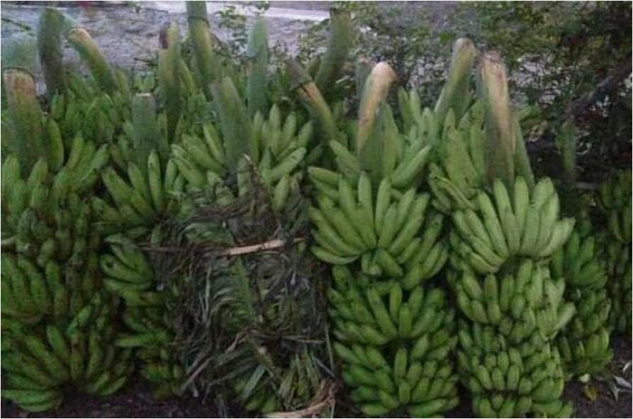 Bibit Pisang Raja Nangka Karawang | by Pusat Bibit | Medium