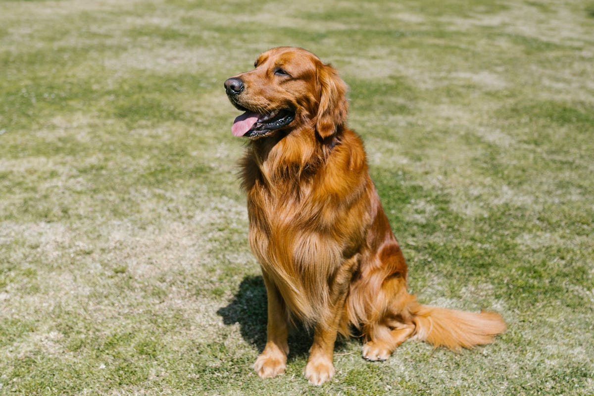 Attractive Golden Retriever Dog Breed Info. - breed barks - Medium