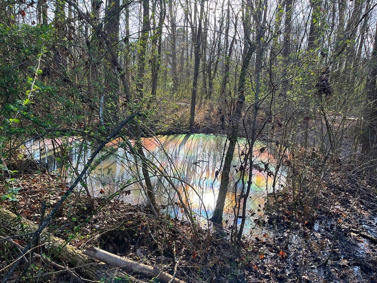 Swamp Rainbow Surprise. Not pollution or “an underwater rainbow… | by ...