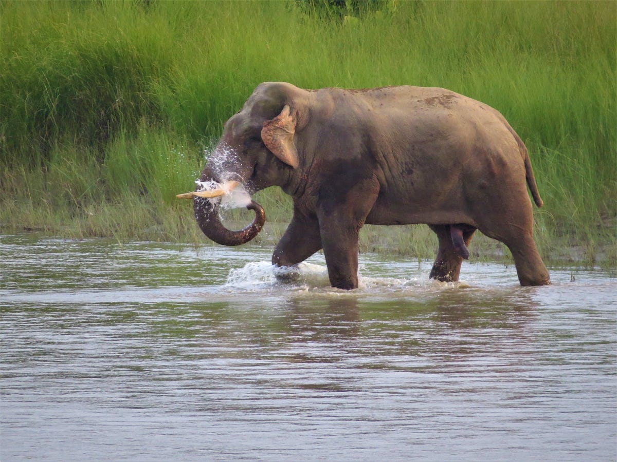 Ronaldo The Elephant. This macho gets whatever he wants… | by Upen ...