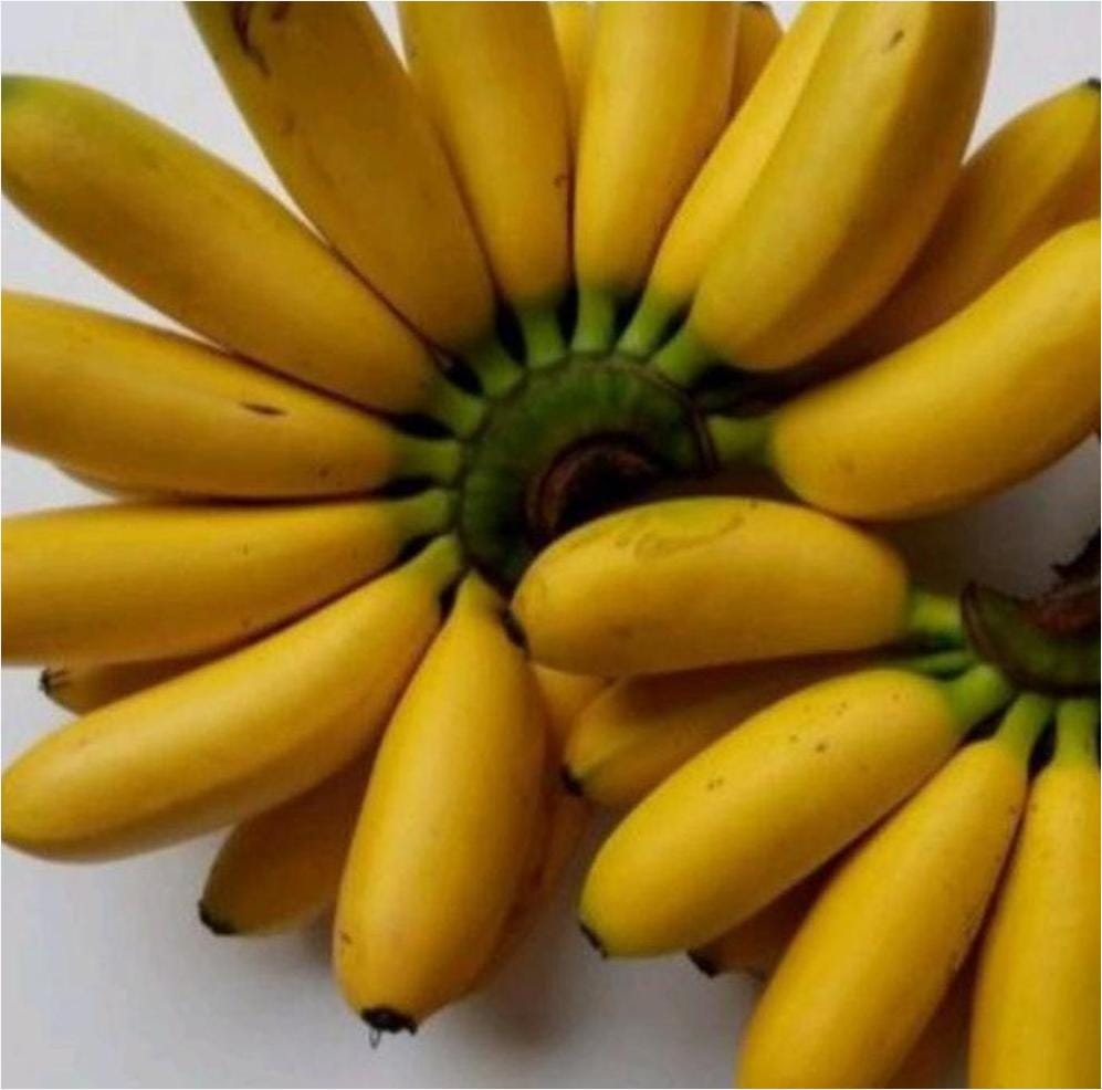 Bibit Pisang Mas Kirana Hot Product Buah Emas Maskirana 6 Bulan Berbuah ...