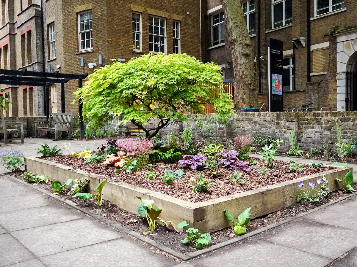 UCL Medawar Gardens — Students’ Rewilding Initiative | by Aude Vuilli ...