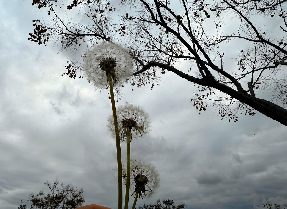 5 Haikus - The Daily Cuppa - Medium