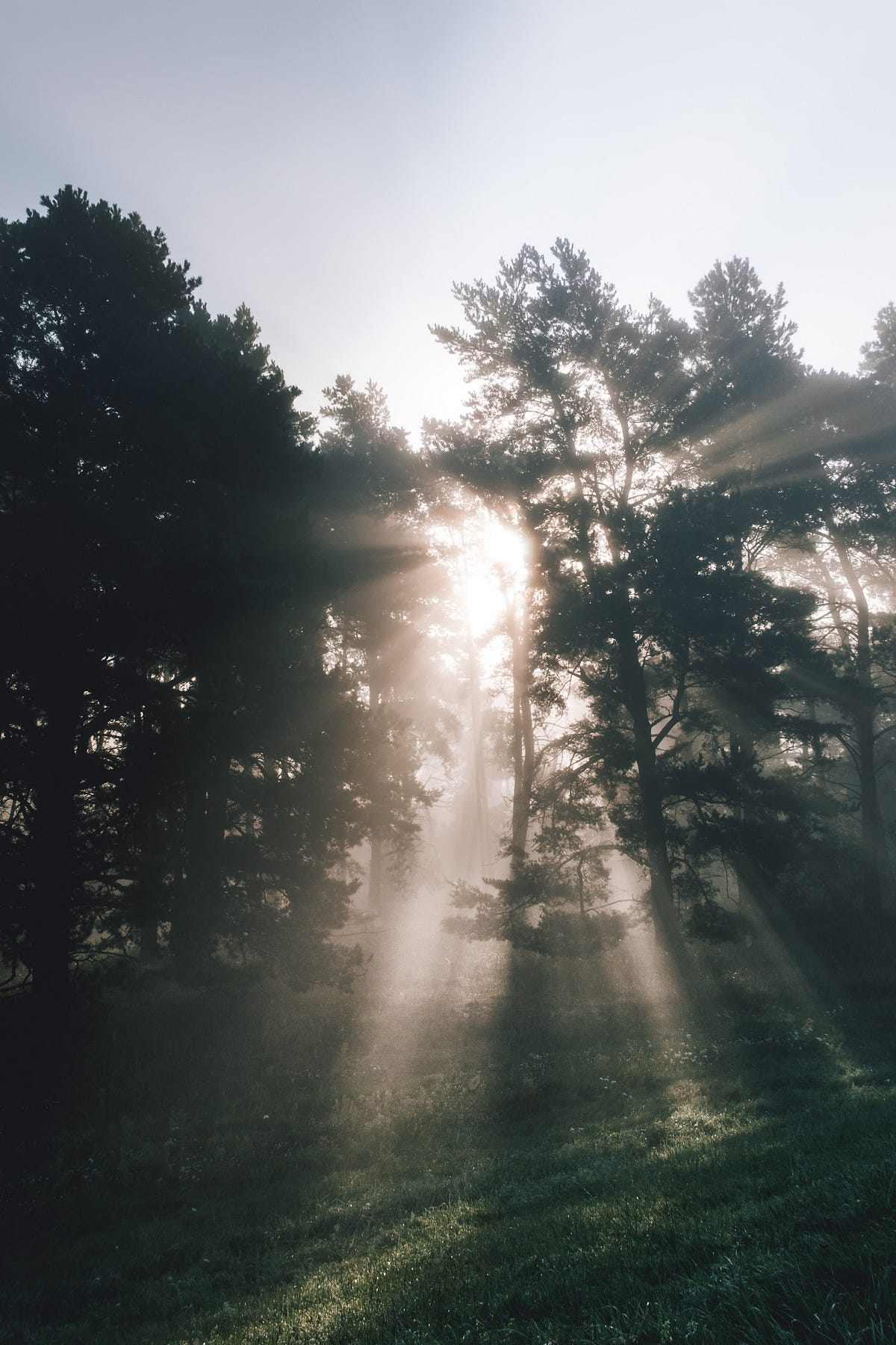 The Poetic Light. Poet Spotlight — Caroline Mellor | by Priyanka ...