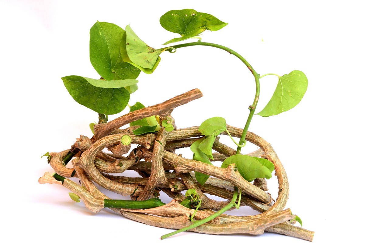 Health Benefits of Giloy – The Ultimate Immunity Booster | by Jitin ...