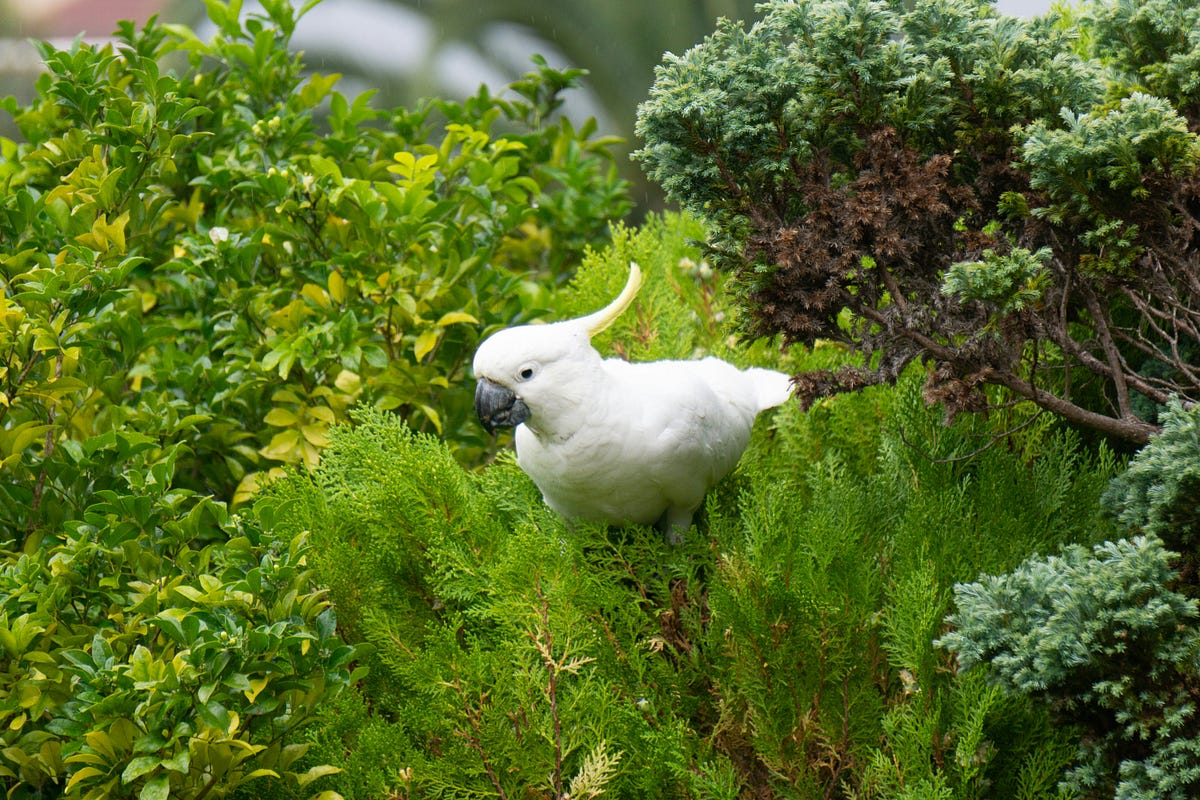 The White Cockatoo: A Dream of Freedom and Fame | by Leila Sharief | Medium
