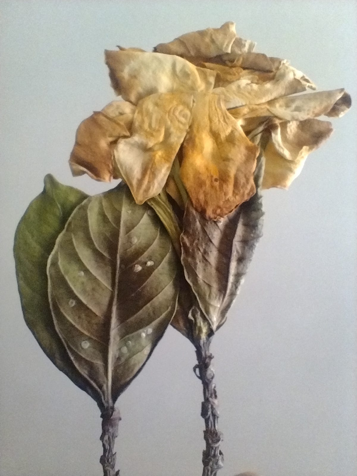 Poetry - Ivy Lewis - Medium