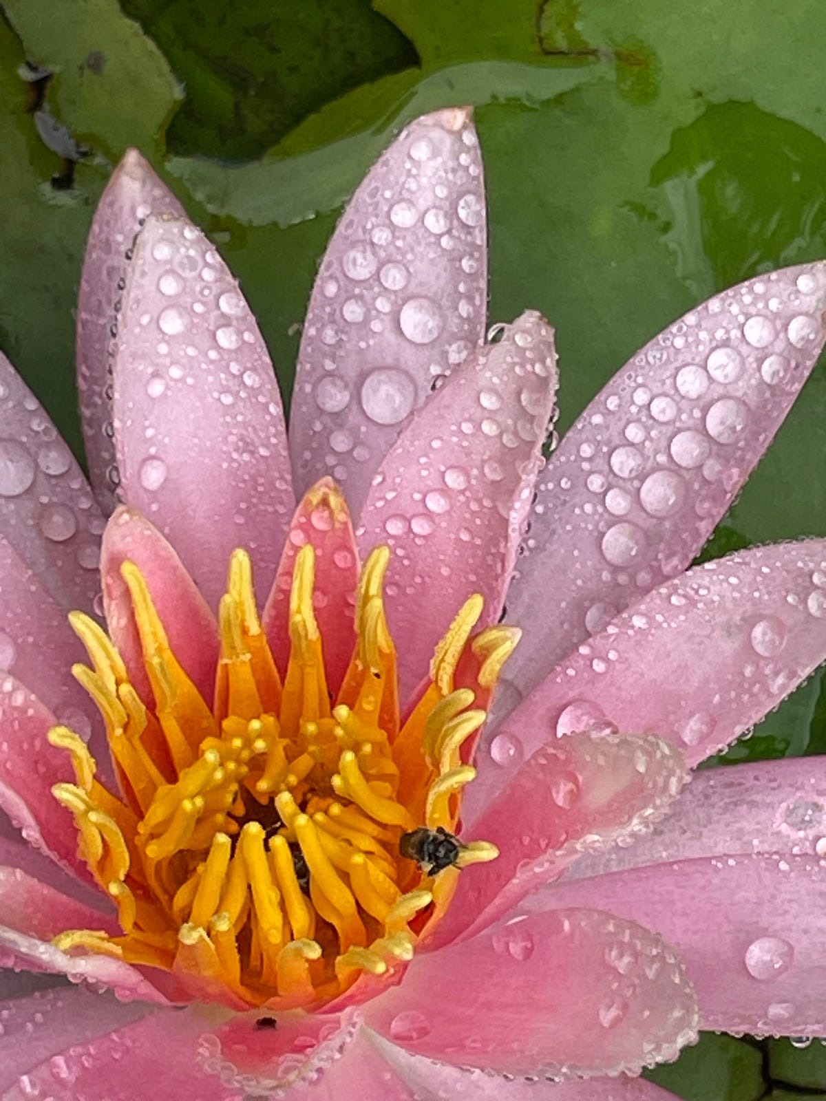 Haiku Poem - Blessed Rain - Miki Angelis - Medium