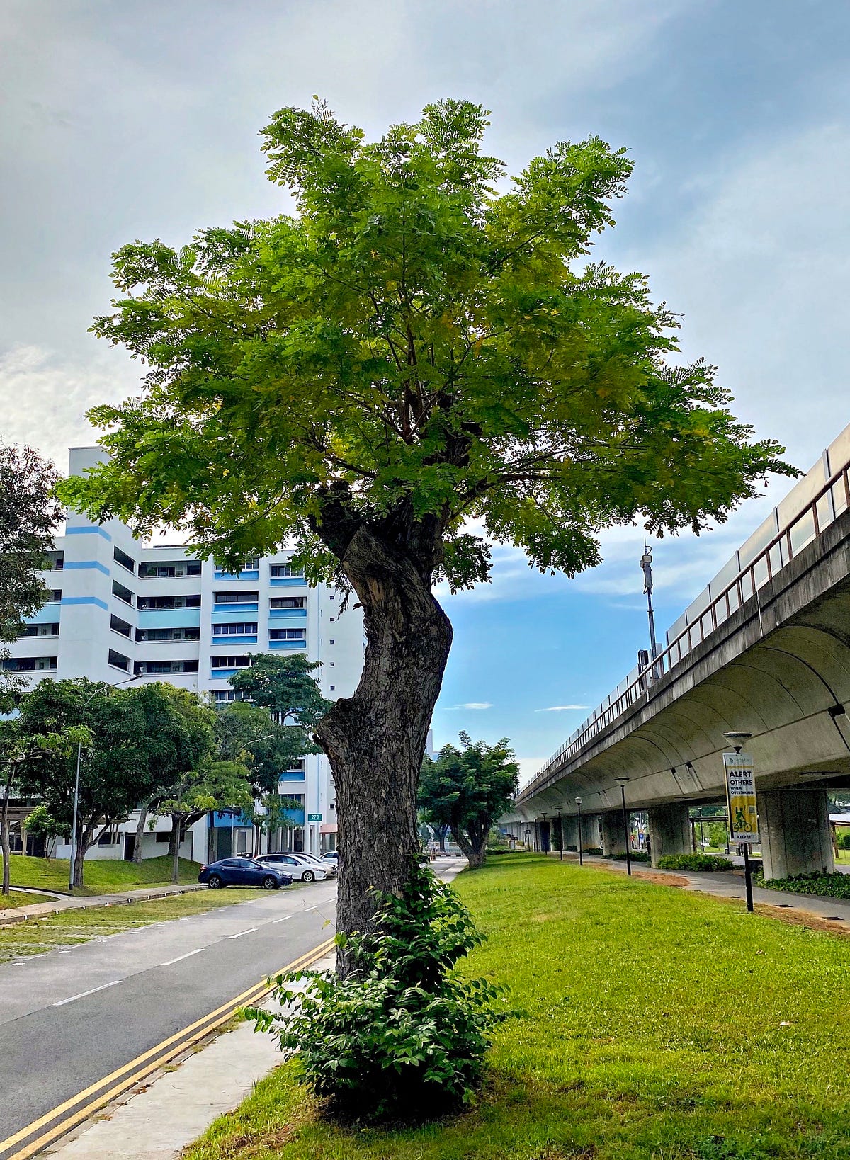 The Resilient Tree - The Daily Cuppa - Medium