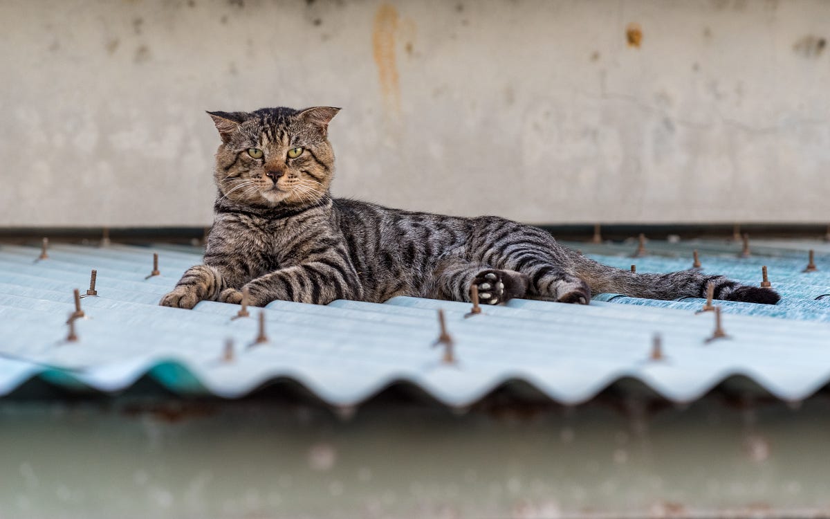 Cat on a Hot Tin Roof. Cats in Okinawa live outdoors, even… | by Randy ...
