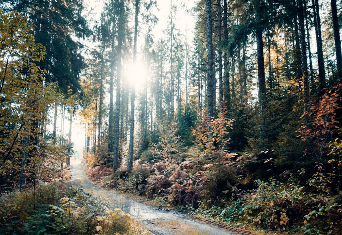 What Makes Massachusetts Forests Unique? | Eternal Roots | by Eternal ...