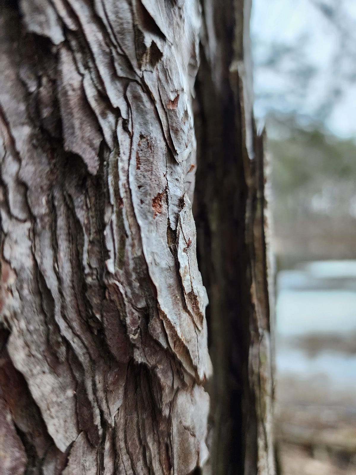 Good, You’re Still Alive. She set her hand on its bark. Last… | by eLPy ...