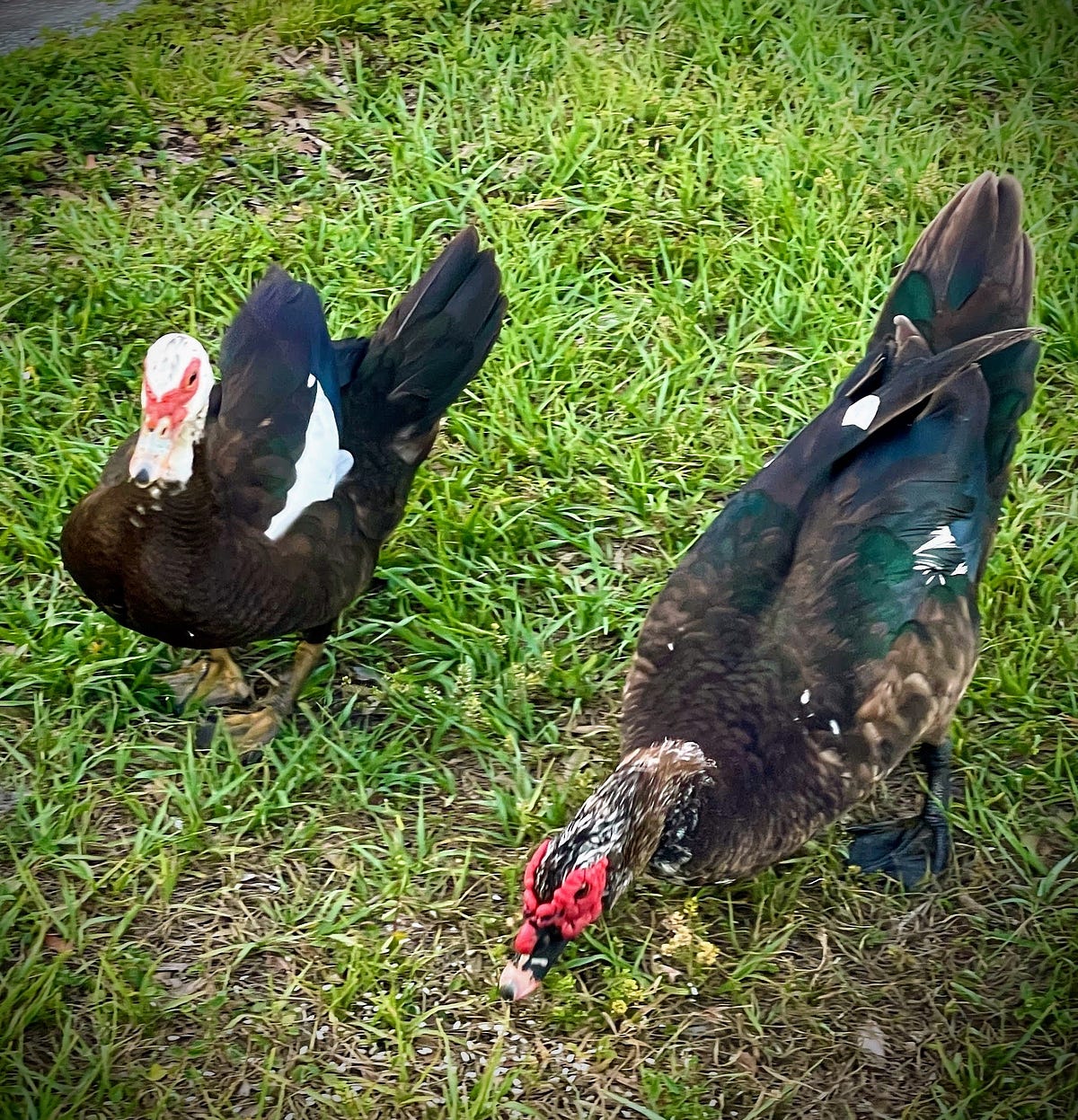 Muscovies: Birds in the Brood. Mating, nesting, incubation, hatching ...