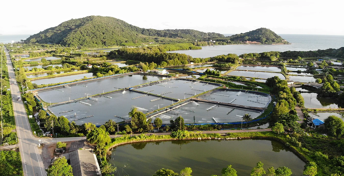 A Quick Guide To Choose The Right Probiotic For Prawn Farming | by ...