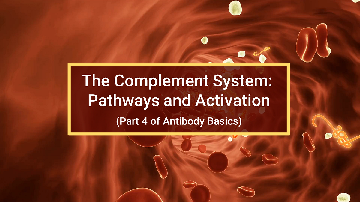 The Complement System: Pathways and Activation (Part 4- Antibody Basics ...