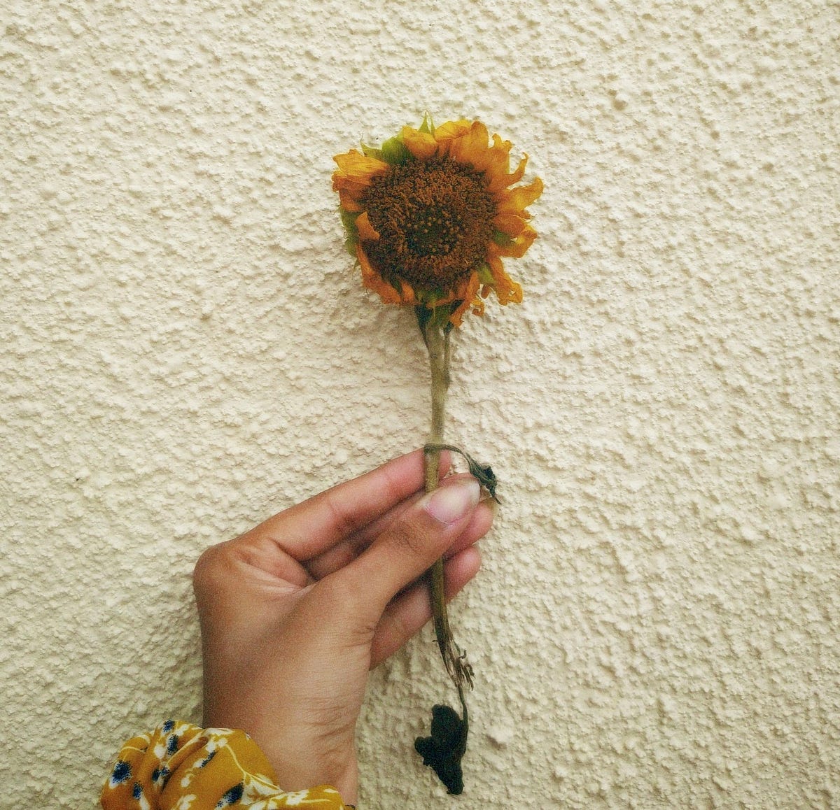 Sunflower and Moon. I’m sunflower and I fell in love with… | by Neha ...