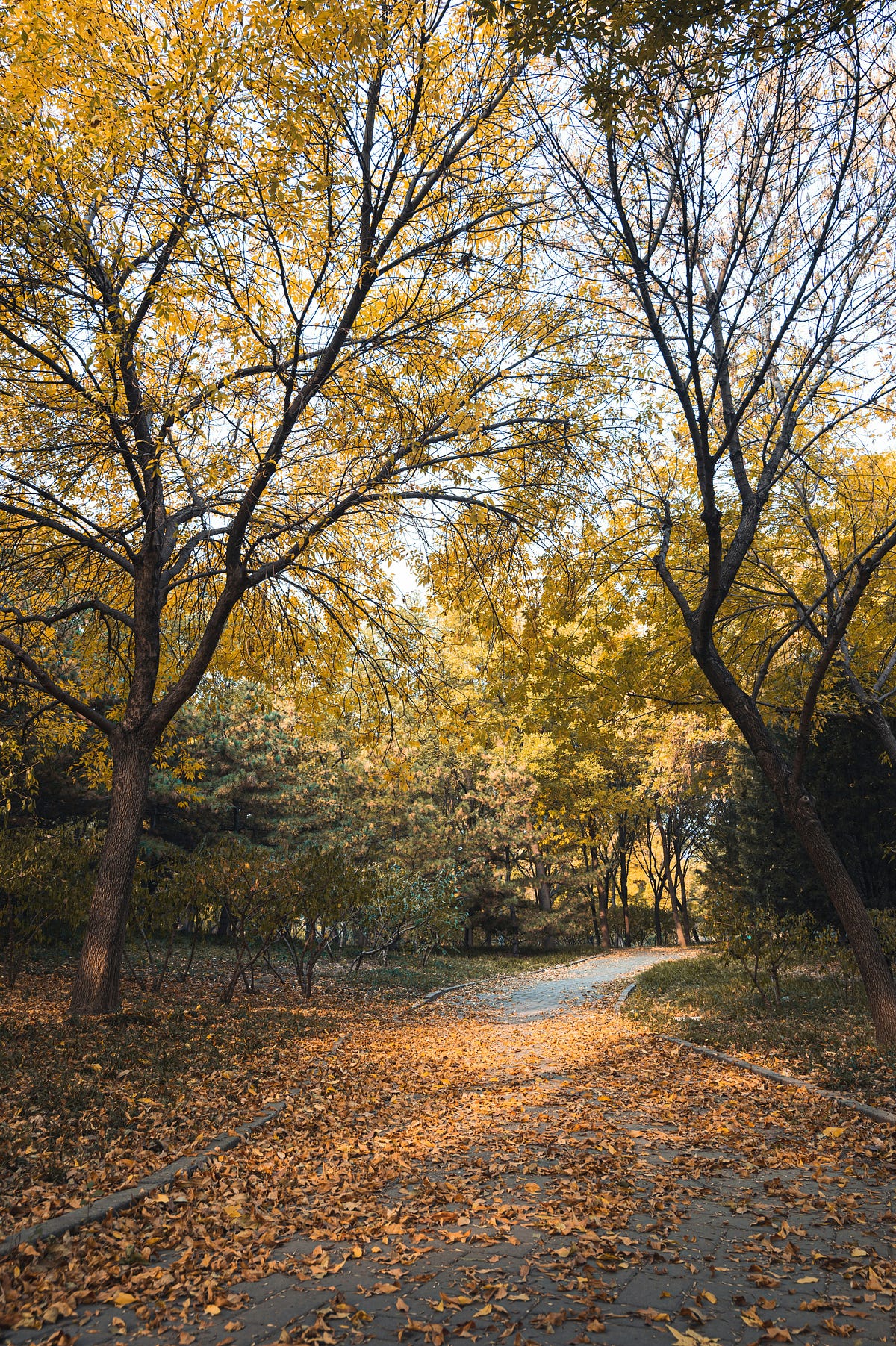 Autumn as a State of Mind. Autumn is more than a season — it is a… | by ...