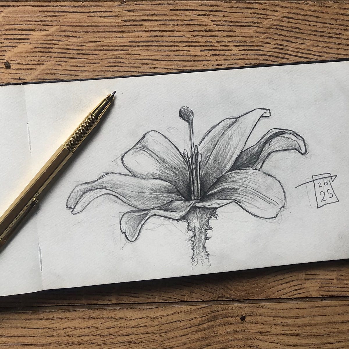 Sketchbook | Lilly Flower Drawing | Botony Sketch | Art Ideas | Fantasy ...