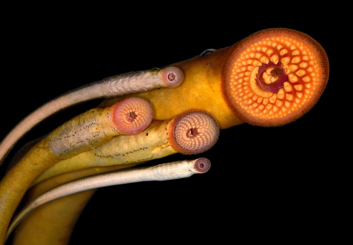 Silly Animal Rhymes — The Lamprey | by Joe Váradi 🇭🇺 | No Crime in ...