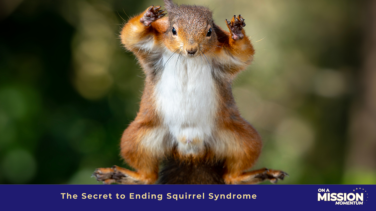 The Secret to Ending Squirrel Syndrome | by Lori Young | Medium