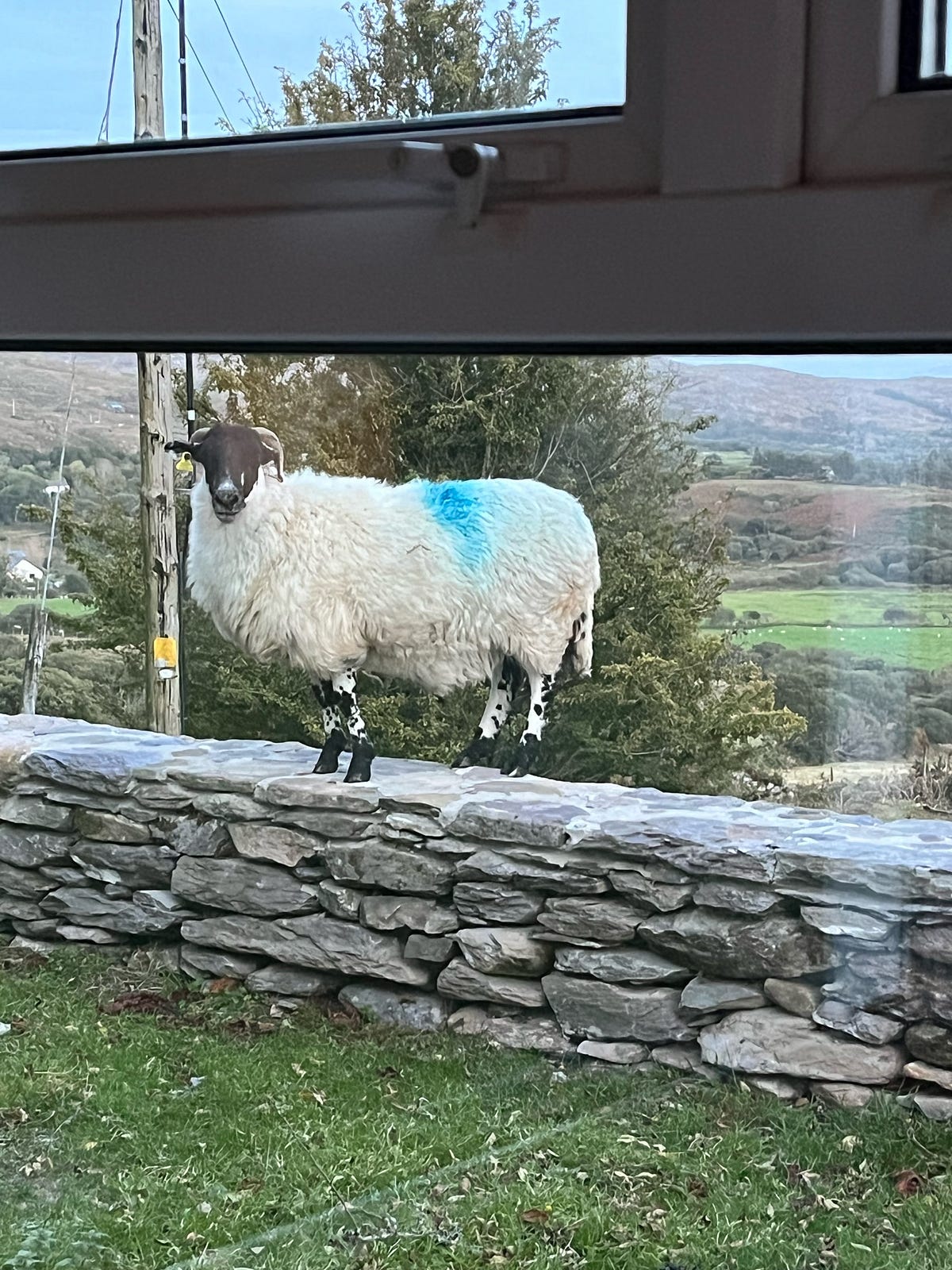 Musings about sheep. things I think about when my mind… | by Kay ...