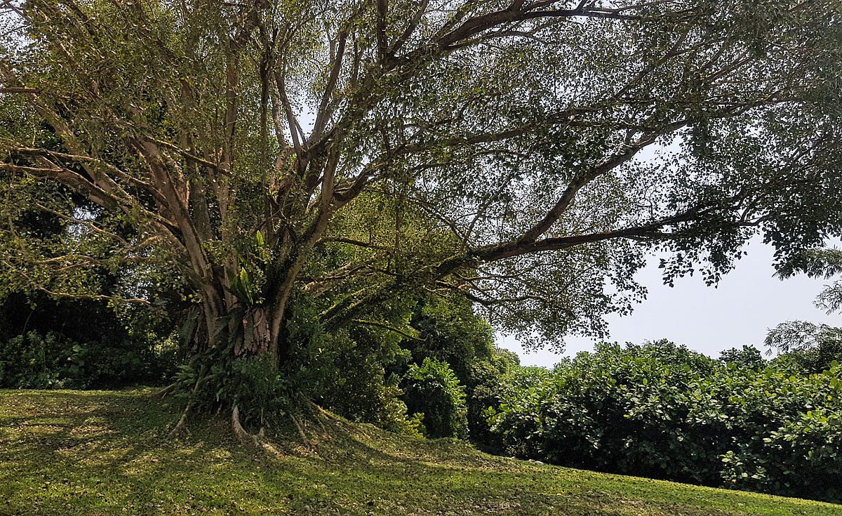 The Bodhi Tree on the Ridge of Kent | by Francis Laleman | Medium