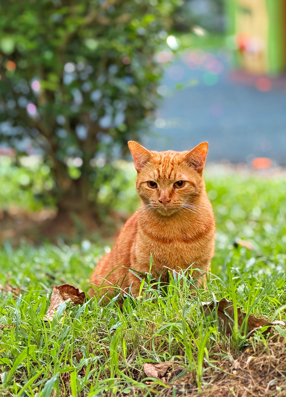 A Cat’s Quiet Morning. A cat sat still, and I learned to slow… | by ...
