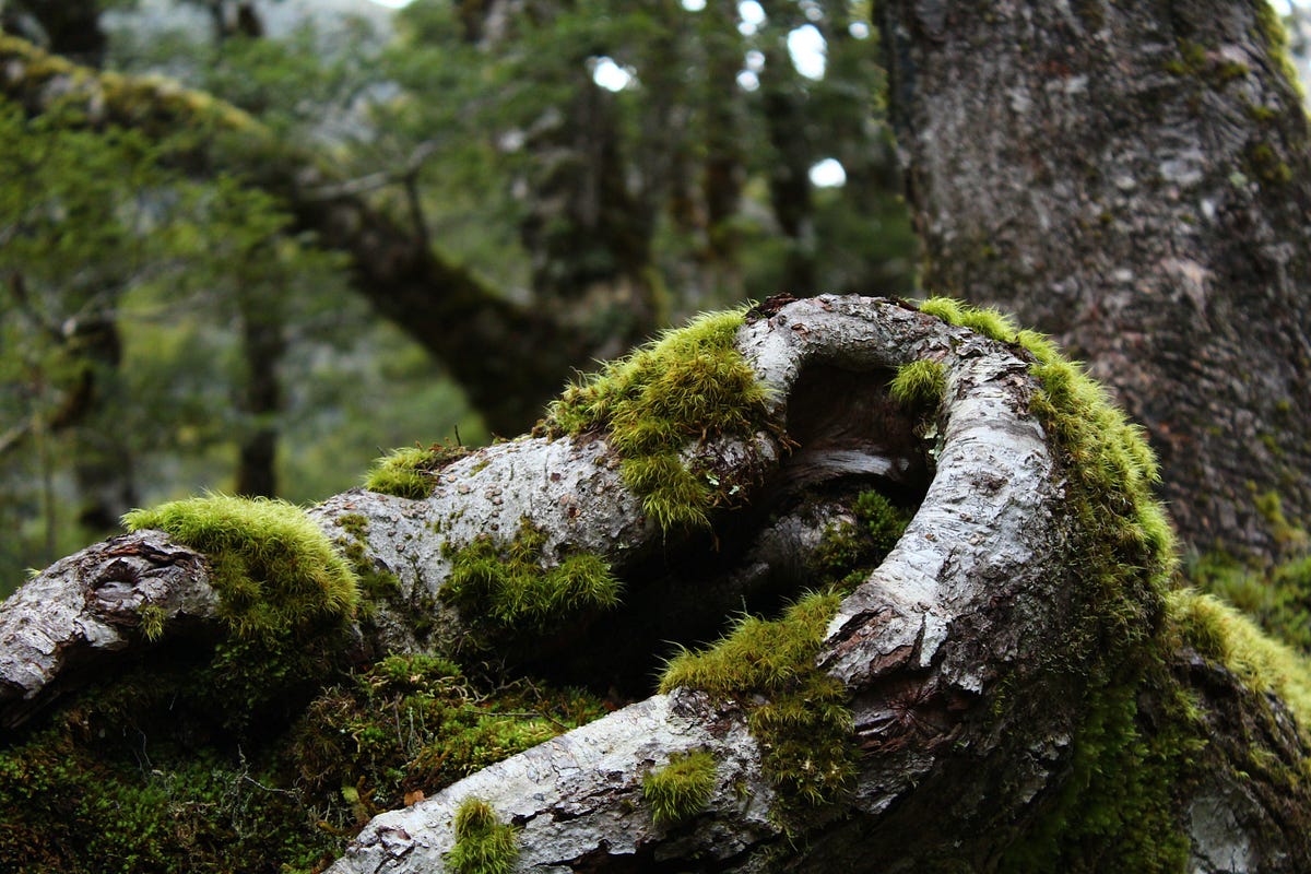 Are your goals gathering moss? — 5 steps to re-inspire and re-activate ...
