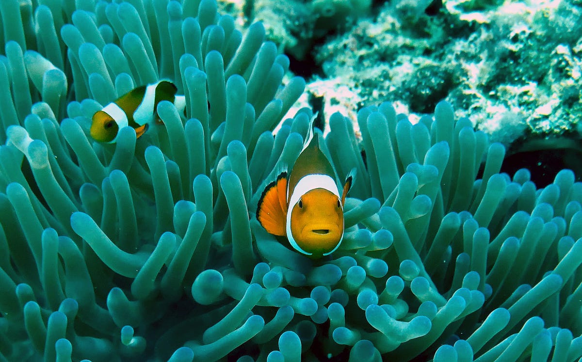 Ariel and Finding Nemo. GiaB Prompt#9: Marine Life | by Tooth Truth ...