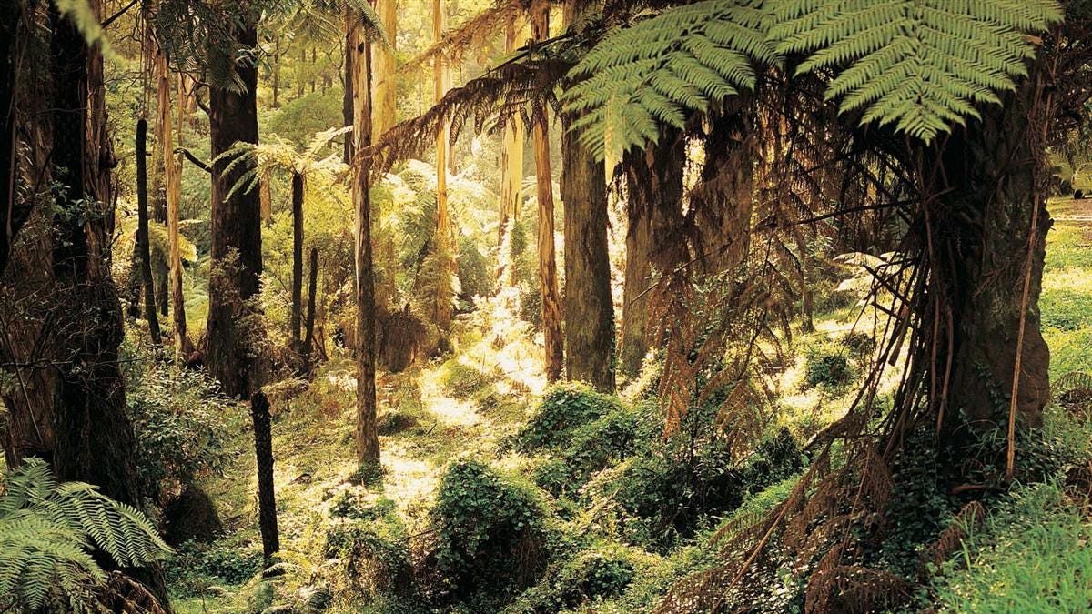 The 10 Best Day Hikes Near Melbourne | by Chryssie Swarbrick | alpaca ...