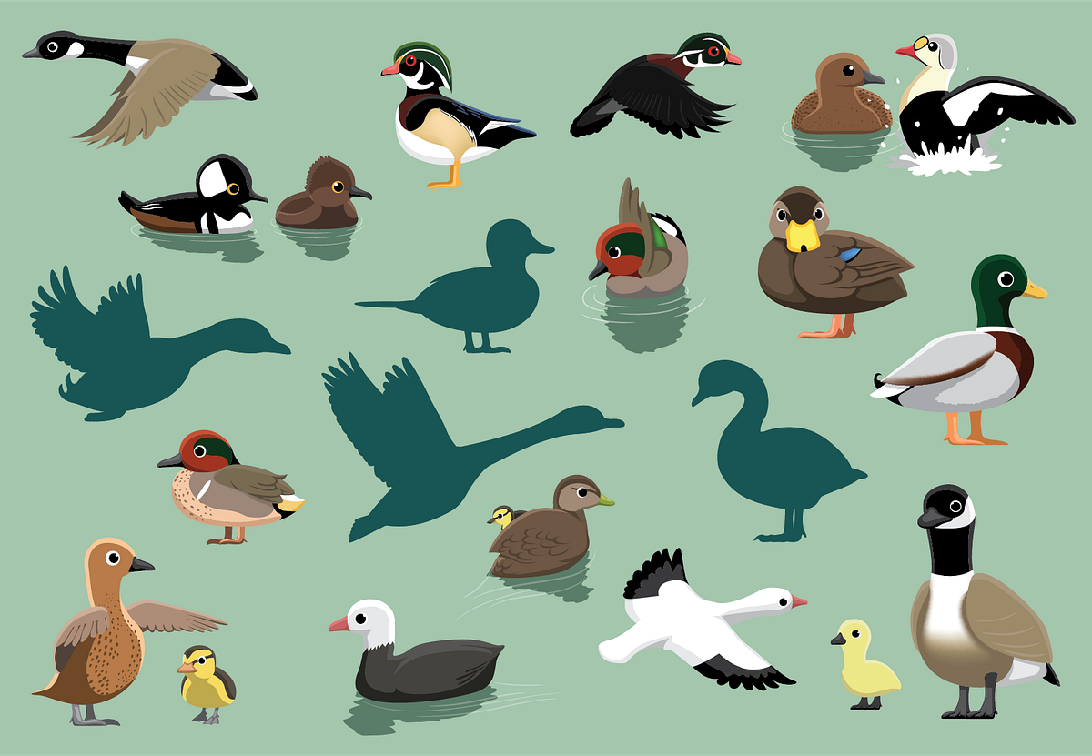 Visualizing Vancouver’s biodiversity | by UBC Science | Focus | Medium