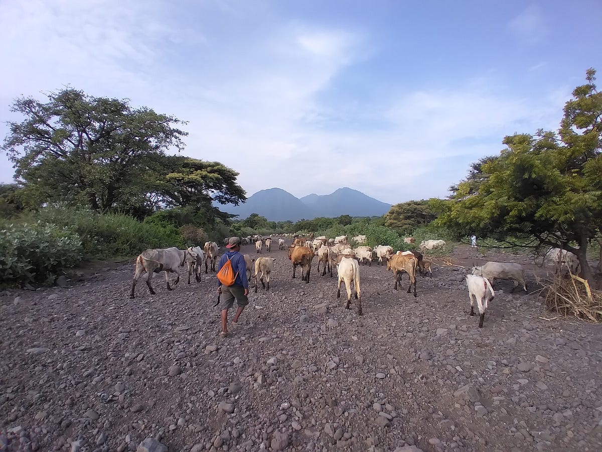 Sehari Menggembalakan Ratusan Sapi di Hutan Baluran | by Maghroby Ahmad ...