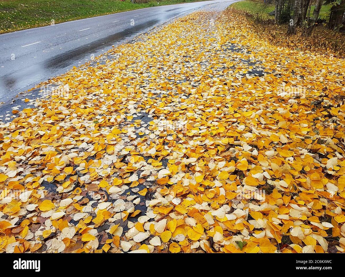 ‘Tis Fall. A fallish poem | by Just Jake | Oct, 2023 | Medium