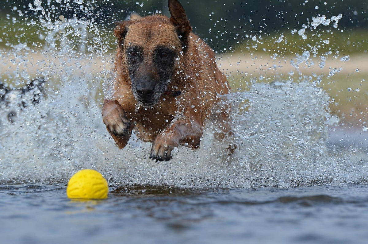 The Secrets of Dog Sport: Excellence and Passion in French Ring and Mondioring | by Clément ...