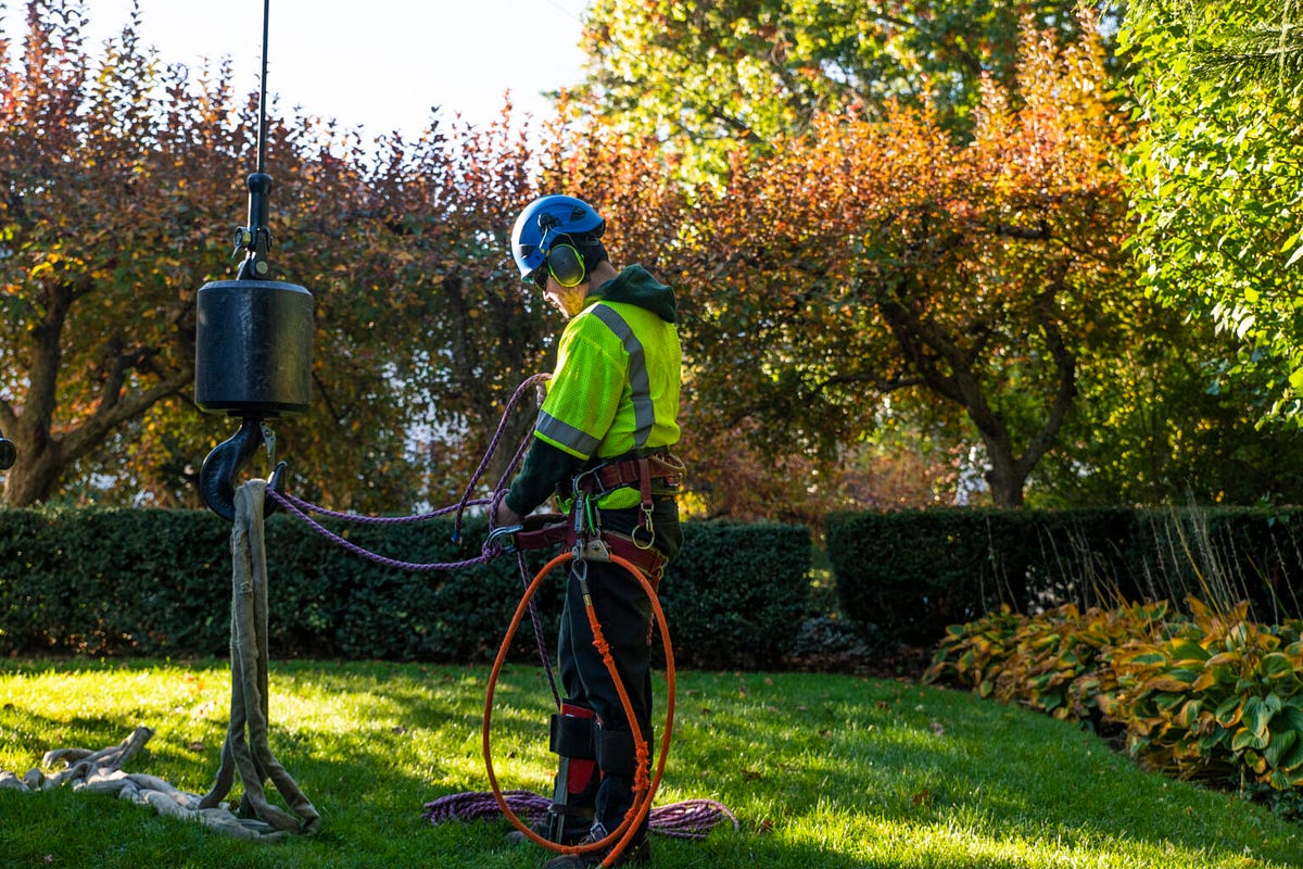 Tree Removal Services — How They Can Benefit Your Property | by North Eastern Tree Service | Medium